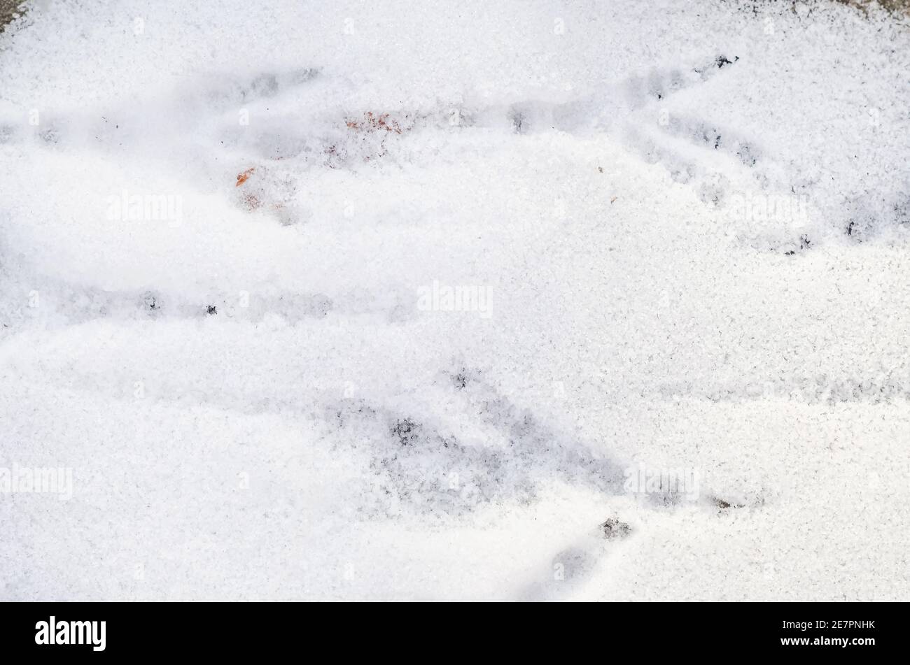 Bird tracks on snow hi-res stock photography and images - Alamy