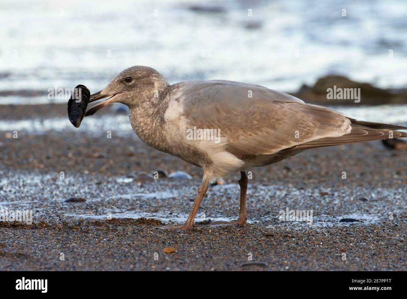 Gull eating mussel, Fogarty Creek State Park, Lincoln City, Oregon ...