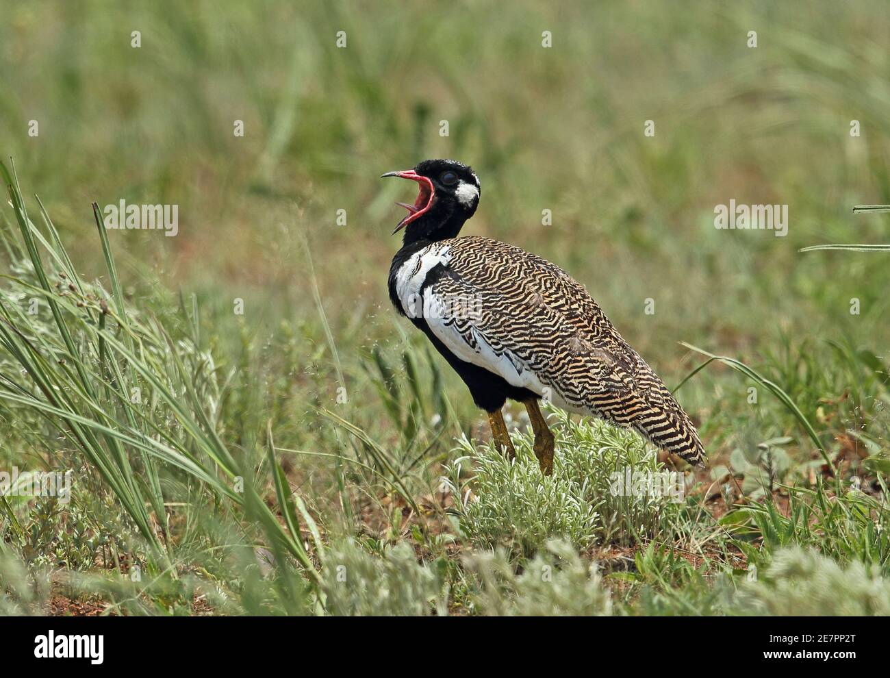 Northern Black Bustard (Afrotis afraoides afraoides) adult male calling ...