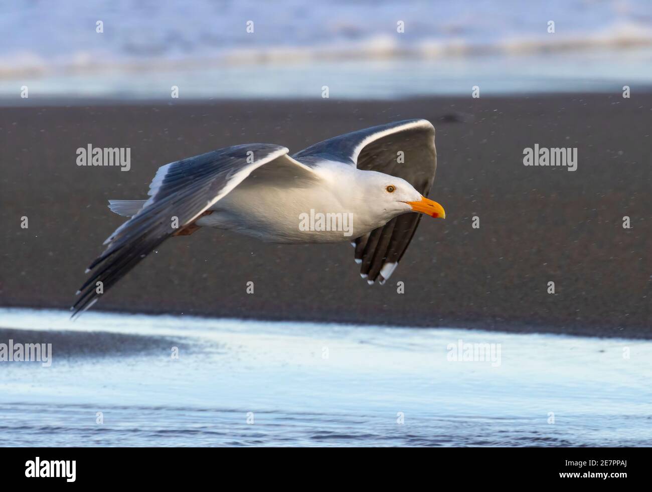Gull in flight, Fogarty Creek State Park, Lincoln City, Oregon Stock ...
