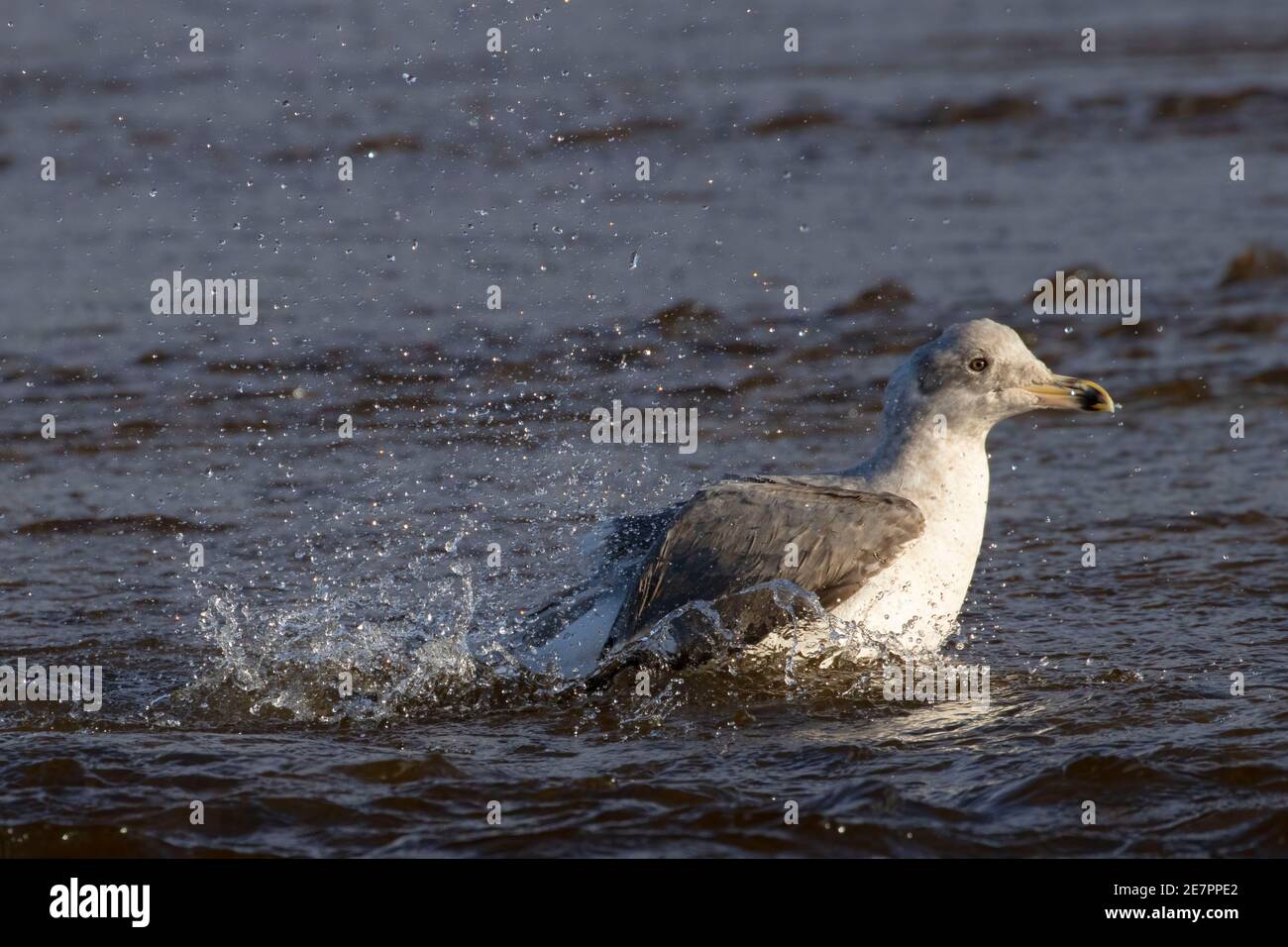 Gull taking bath, Fogarty Creek State Park, Lincoln City, Oregon Stock ...