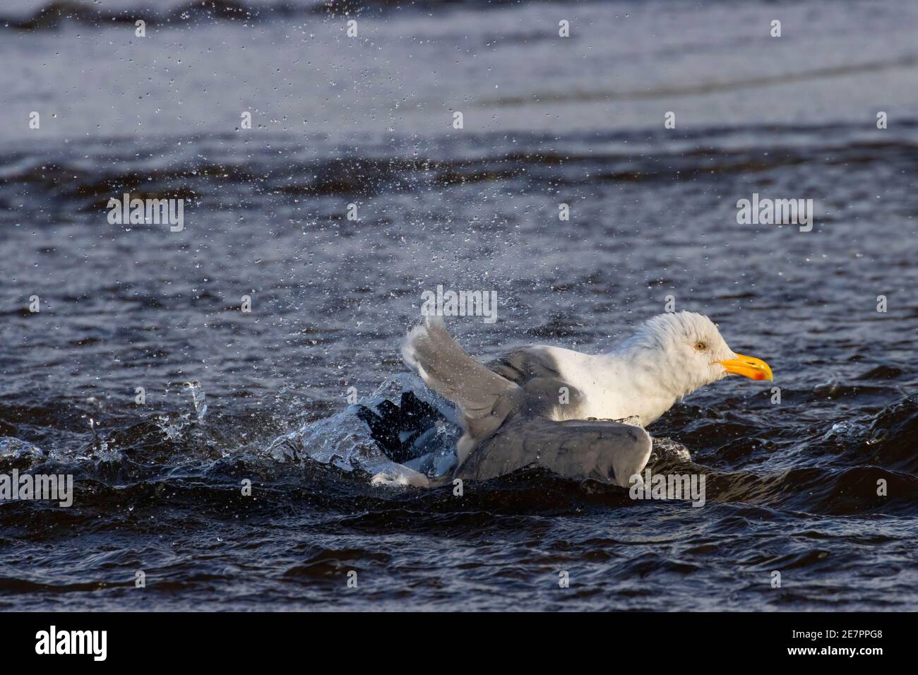 Gull taking bath, Fogarty Creek State Park, Lincoln City, Oregon Stock ...