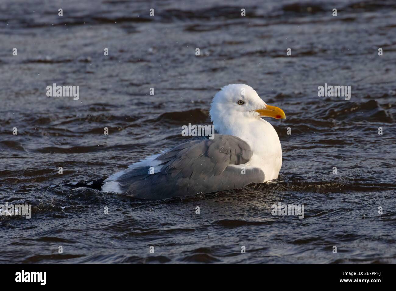 Gull taking bath, Fogarty Creek State Park, Lincoln City, Oregon Stock ...