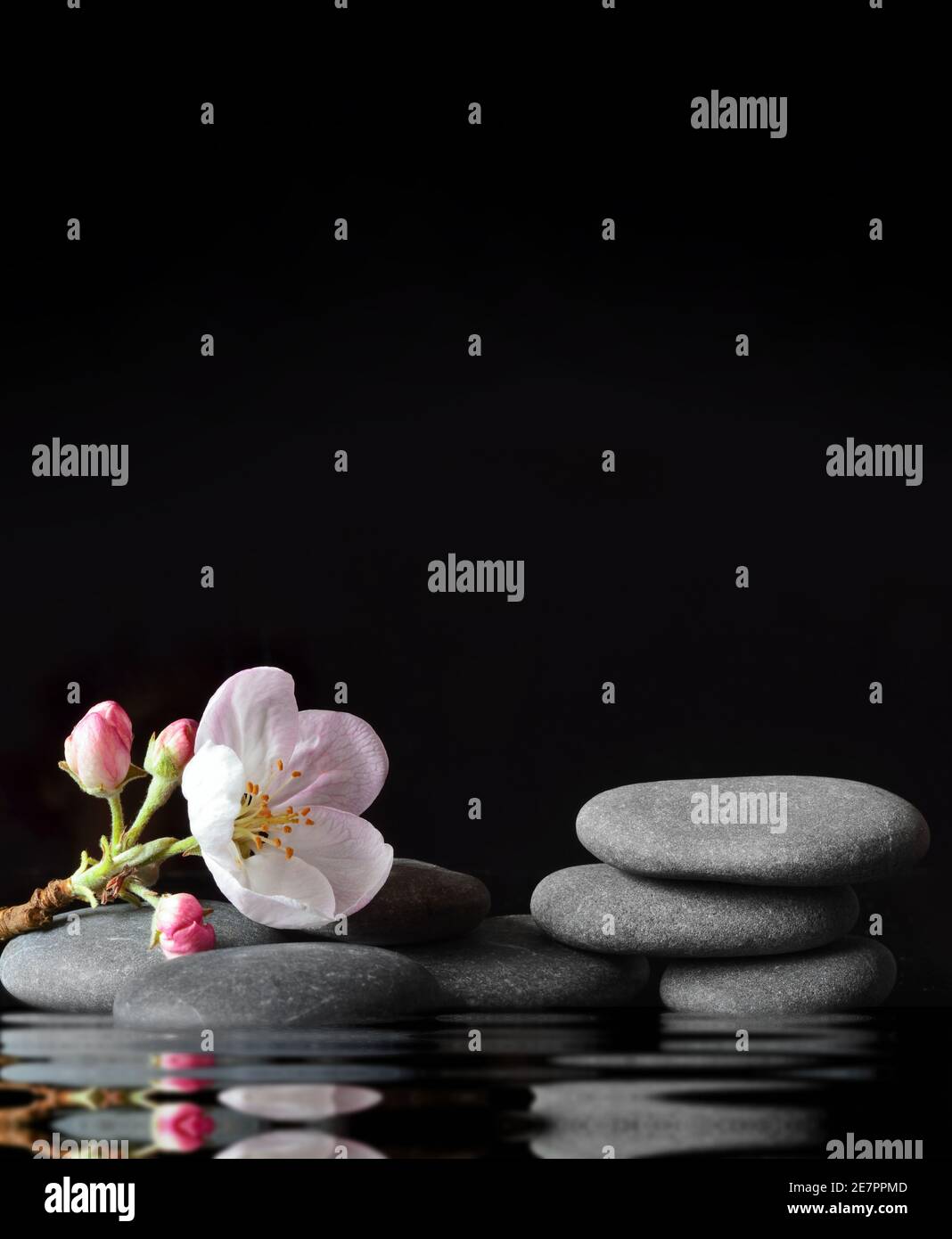 Spa stones and pink flowers on black background with water. Spa concept ...