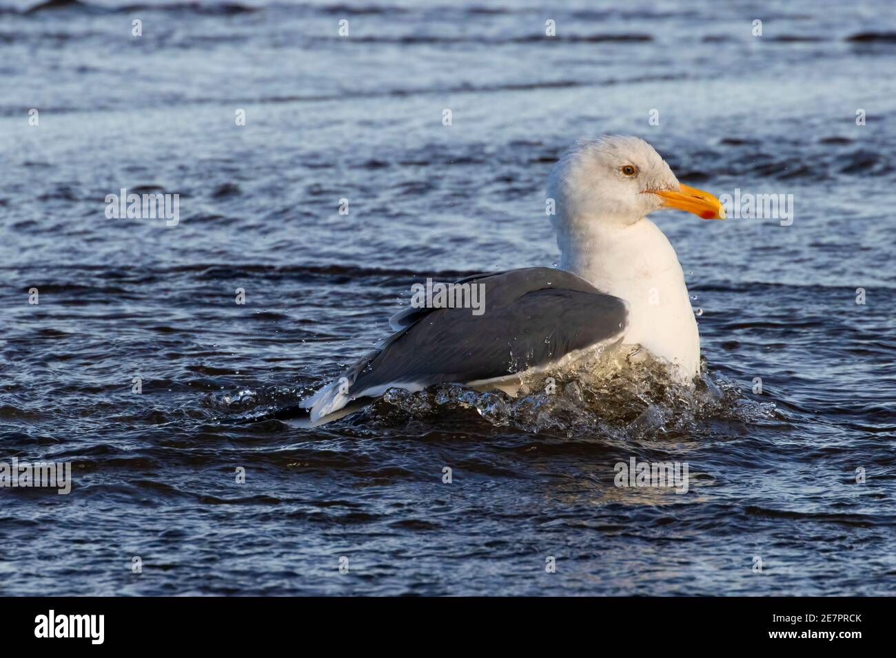 Fogarty creek state park hi-res stock photography and images - Alamy
