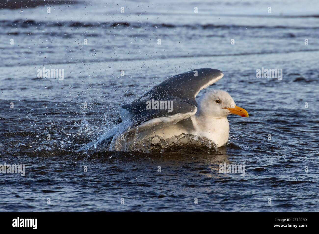 Gull taking bath, Fogarty Creek State Park, Lincoln City, Oregon Stock ...
