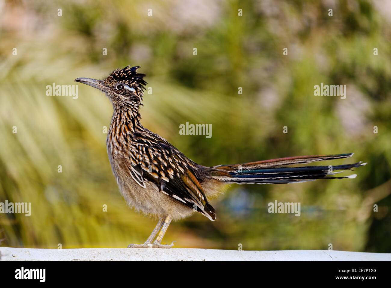 Greater road runner hi-res stock photography and images - Alamy