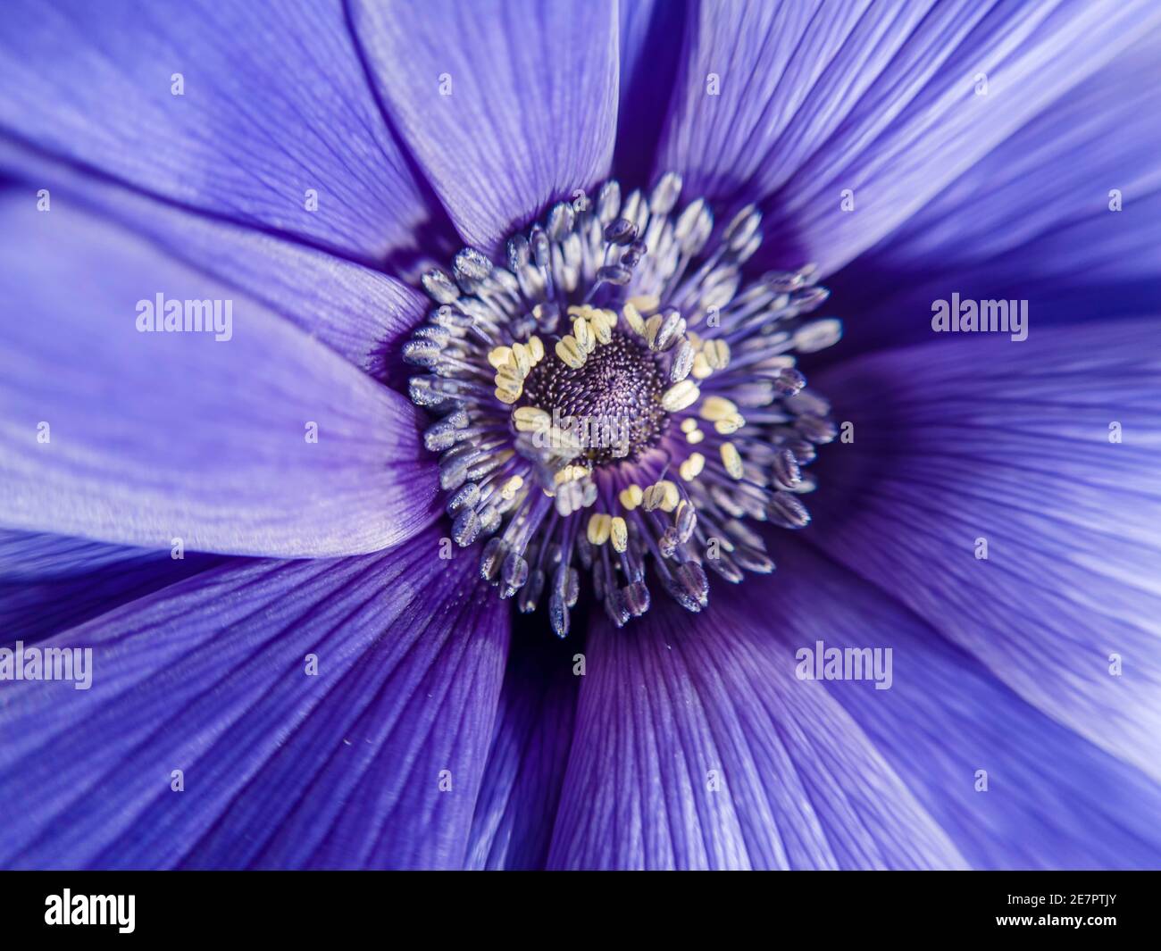 Purple anemone summer flower hi-res stock photography and images - Alamy