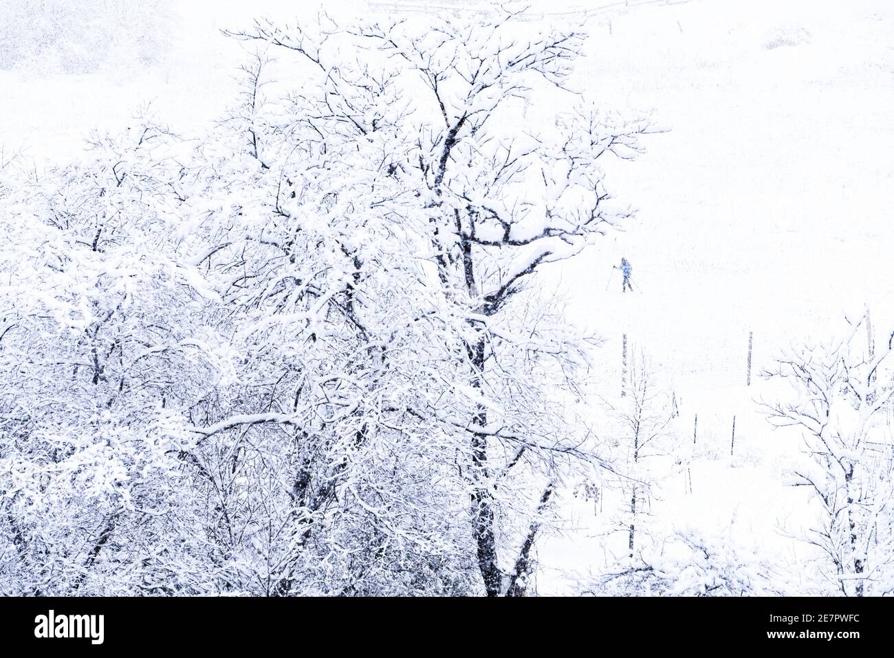 Heavy snowfall in forest hi-res stock photography and images - Alamy