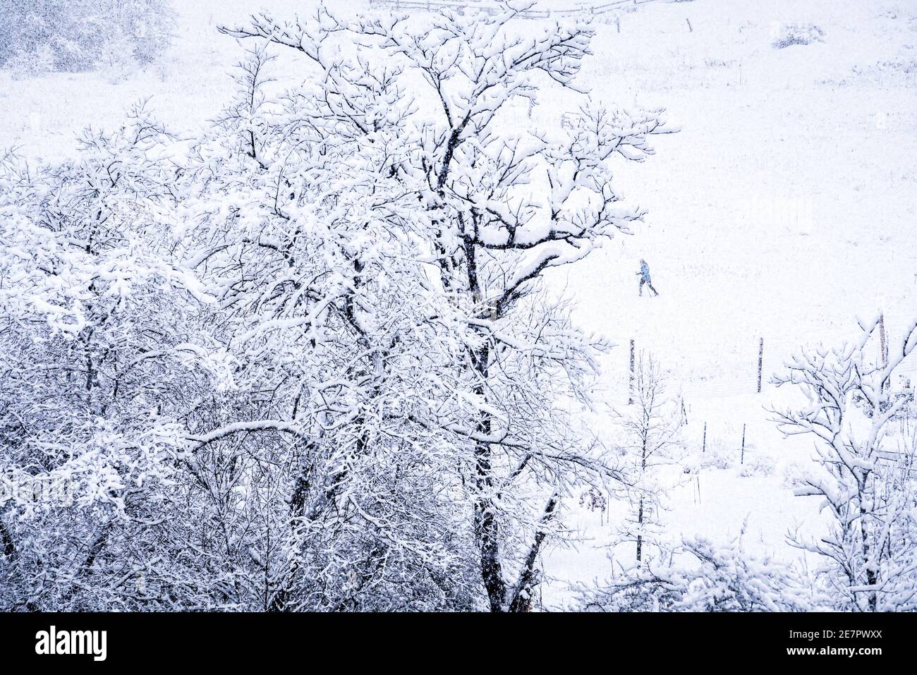 Snowfall in nature hi-res stock photography and images - Alamy
