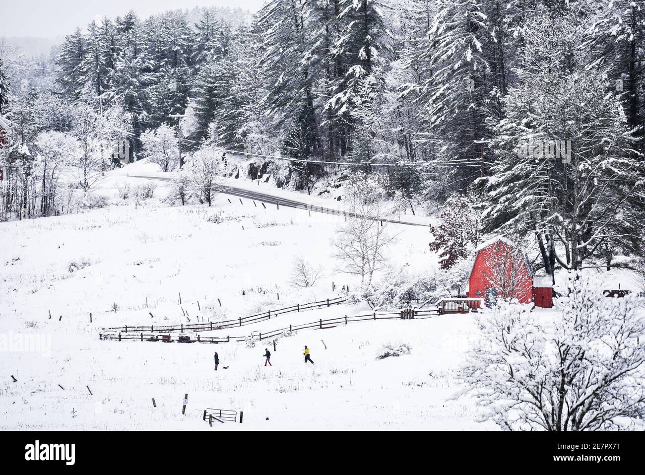 Snowfall in the new forest hi-res stock photography and images - Alamy