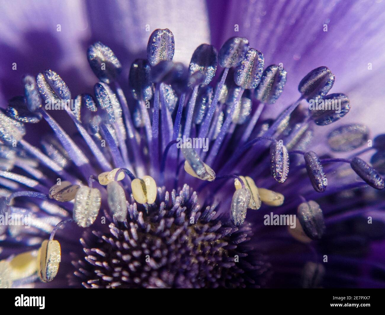 Purple anemone summer flower hi-res stock photography and images - Alamy