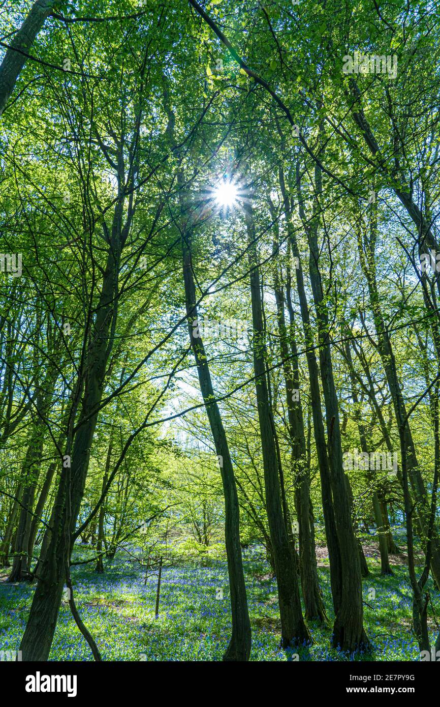 Light streaming through the leaves and branches hi-res stock ...