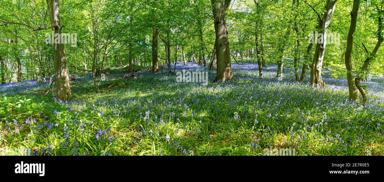 Bluebell Woods with Sun Light in front streaming through branches and ...