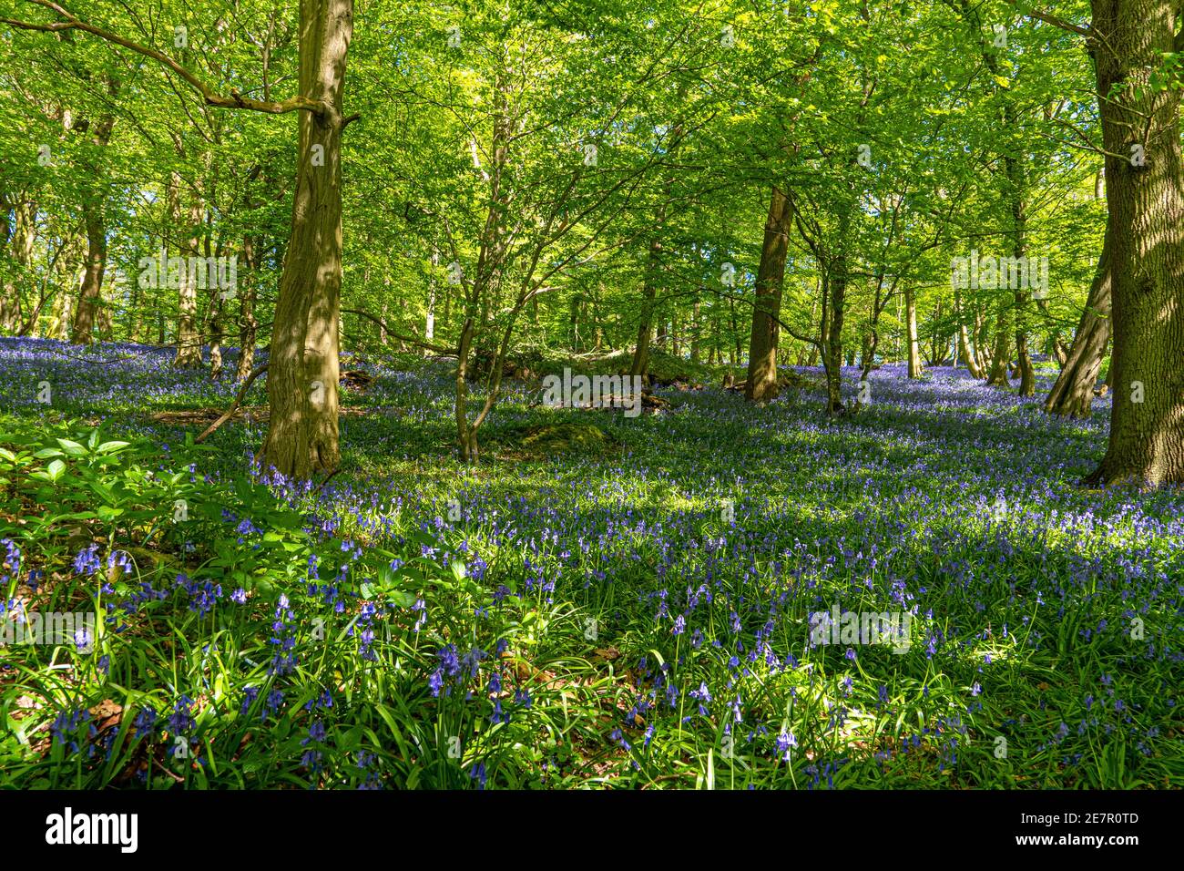 Bluebell Woods with Sun Light in front streaming through branches and ...