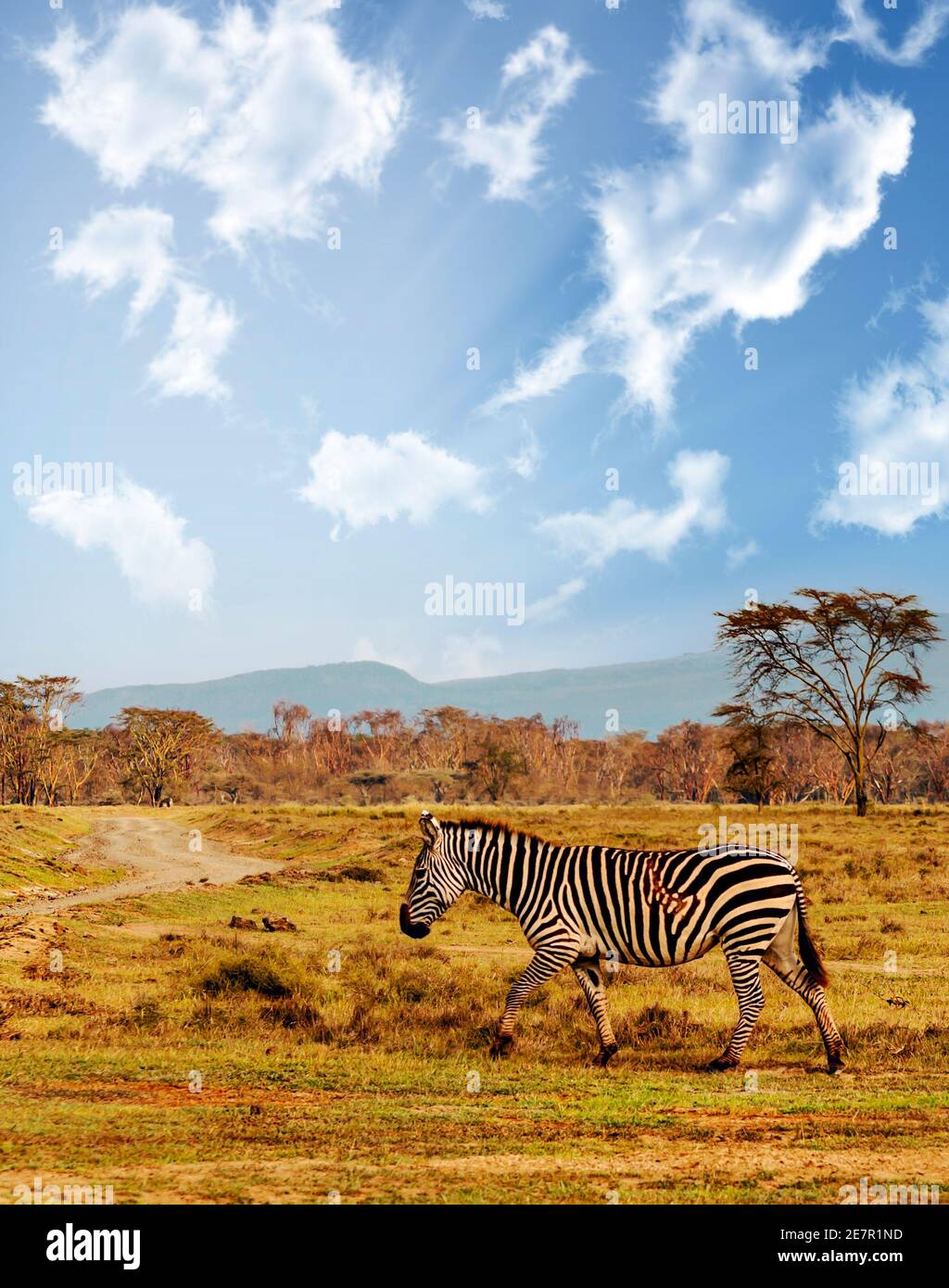 Zebras Landscape