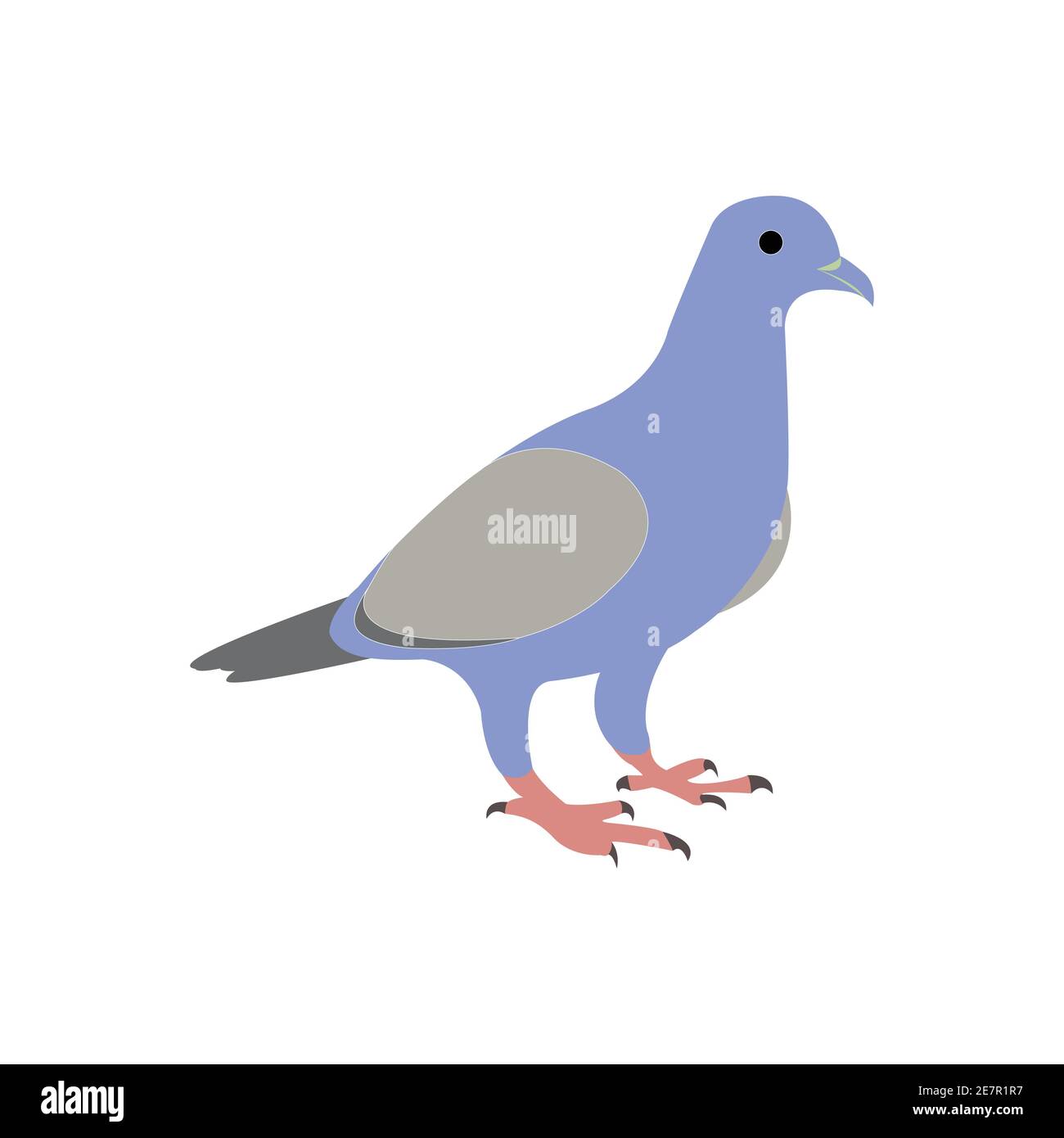 pigeon bird vector illustration on white backdrop Stock Vector Image ...