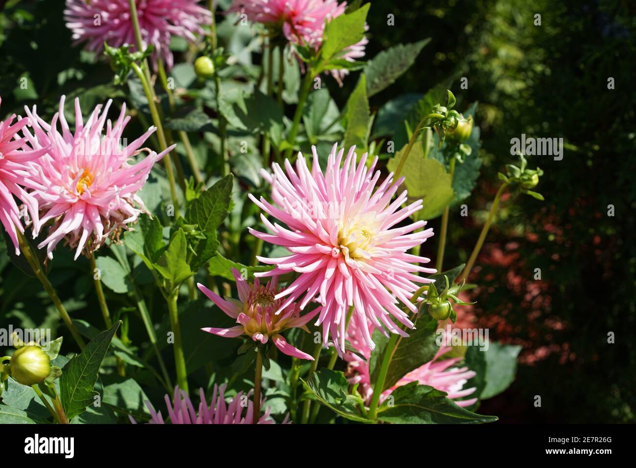 High angle shot of wonderful pink flowers in a green garden Stock Photo ...