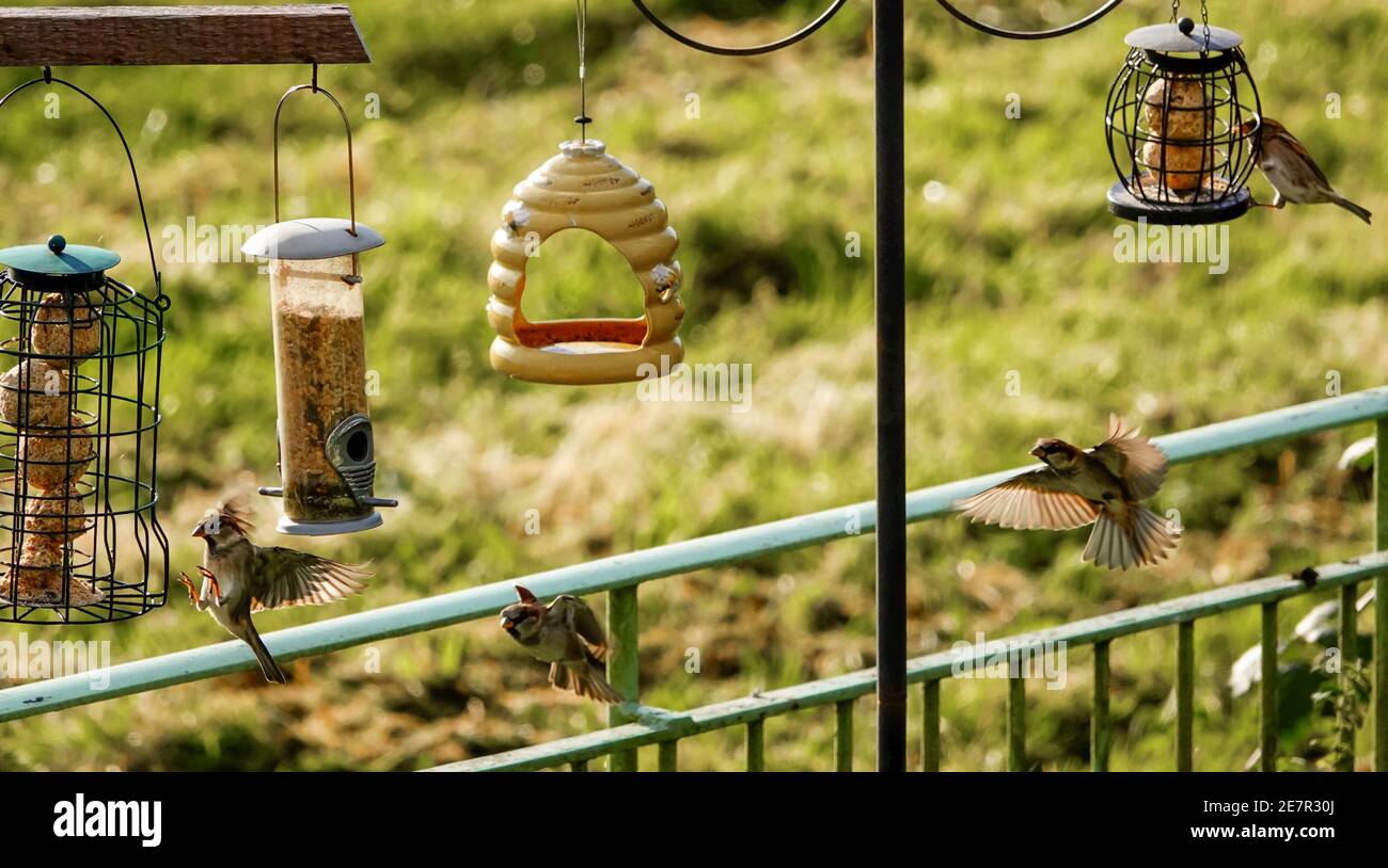 Multiple sparrows hi-res stock photography and images - Alamy