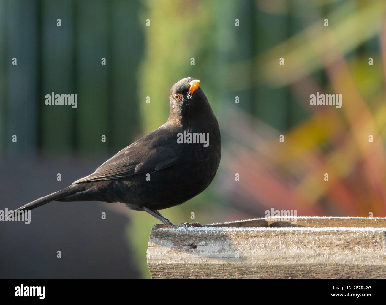 macro close up of a male blackbird with his orange circled eyes and ...
