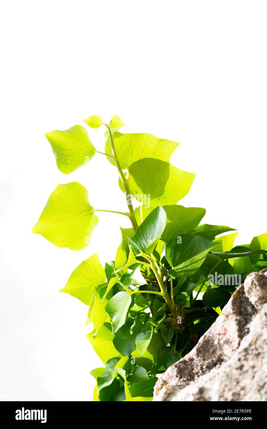 Minimalist nature set hi-res stock photography and images - Alamy