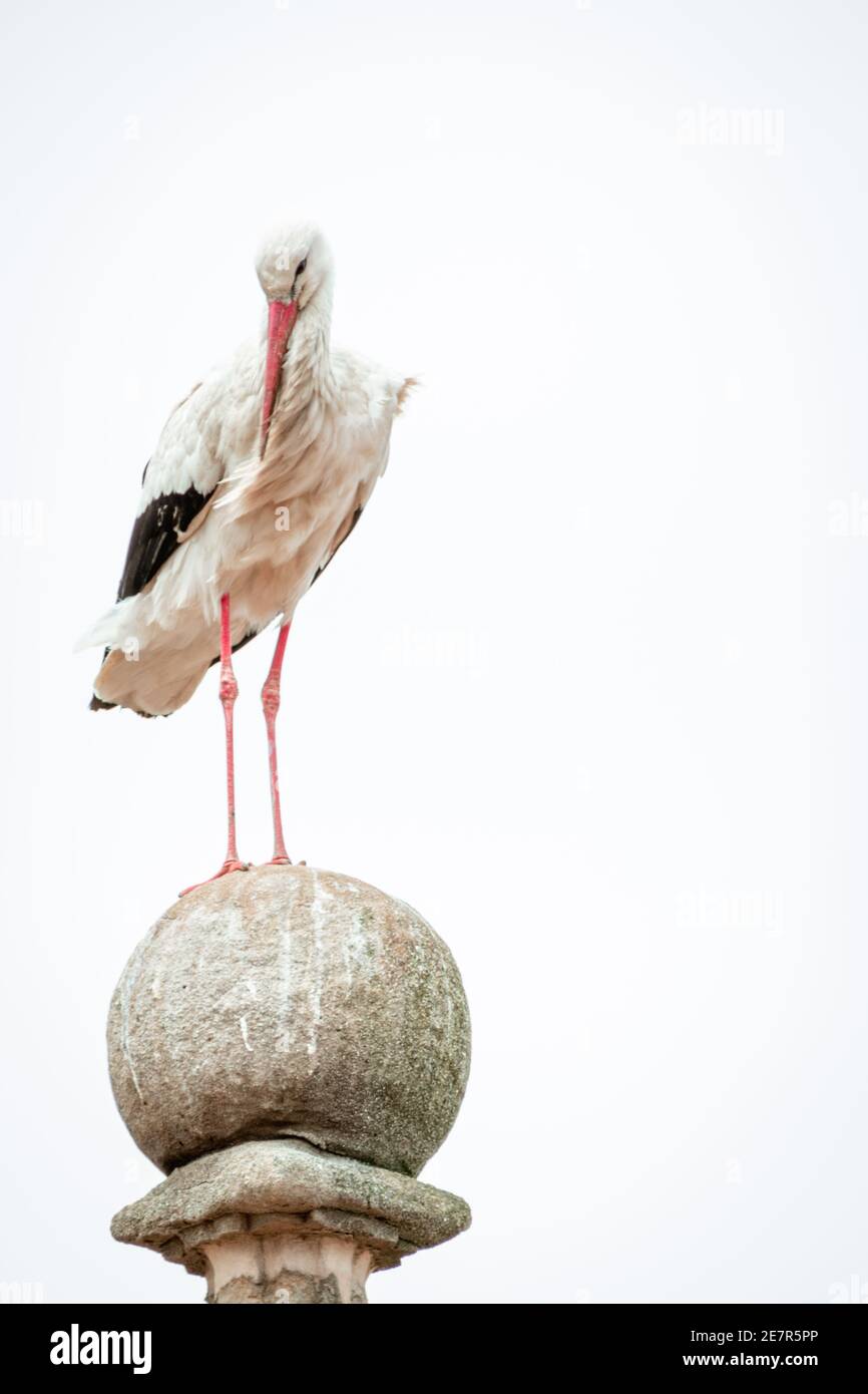 Isolated stork standing on a stone ball Stock Photo - Alamy