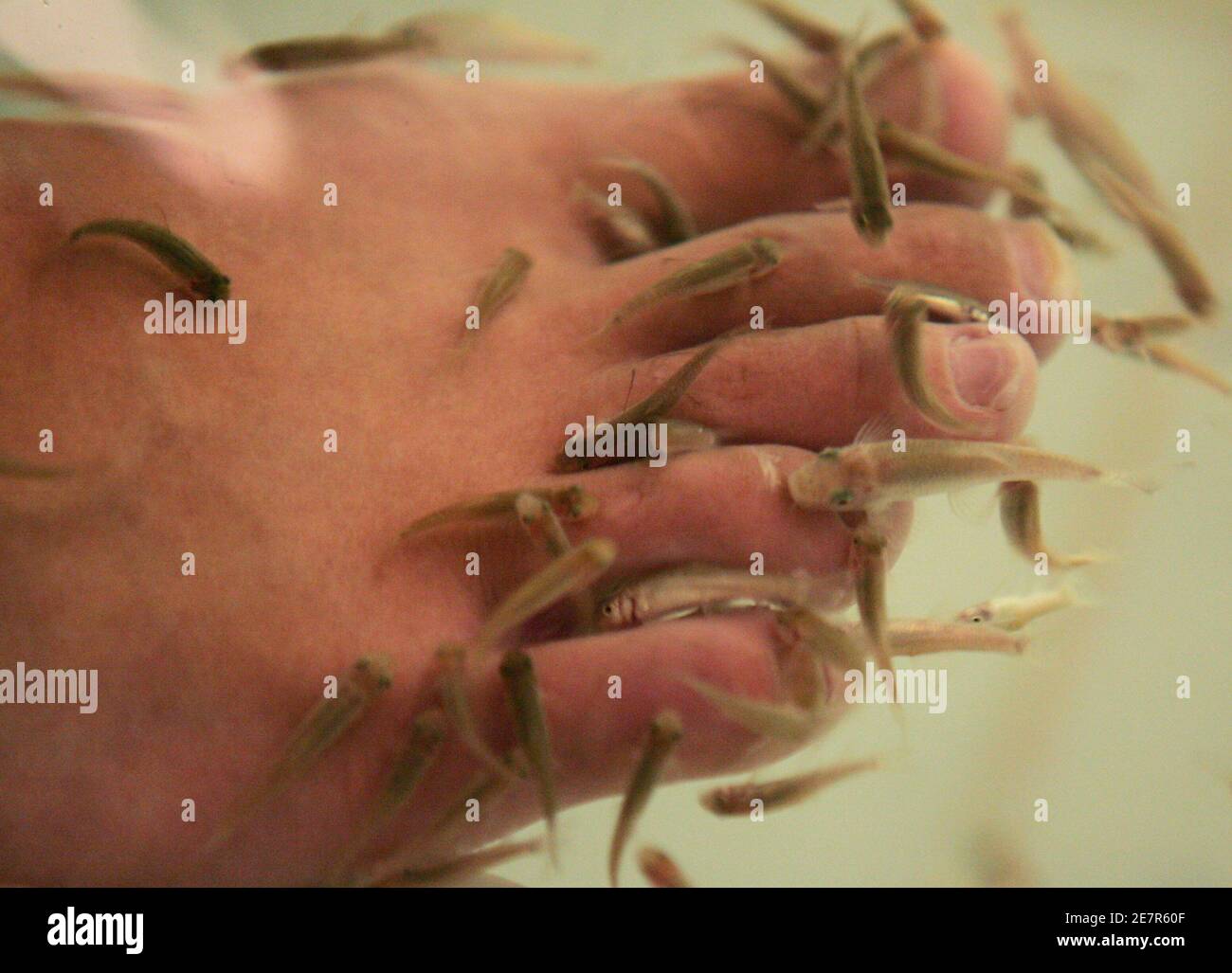 Garra 1 hi-res stock photography and images - Alamy