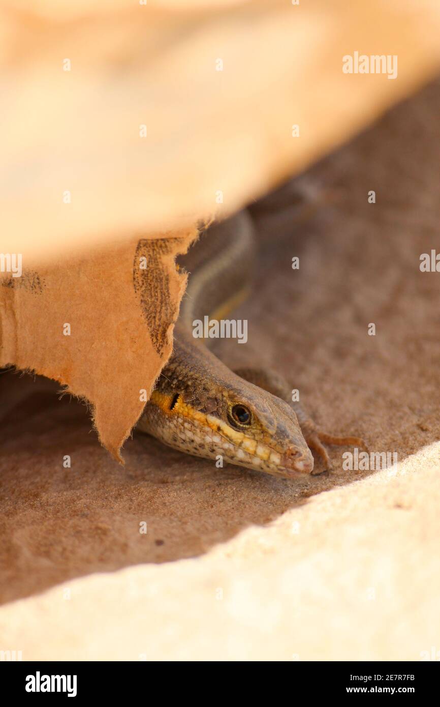 Fright lizard hi-res stock photography and images - Alamy