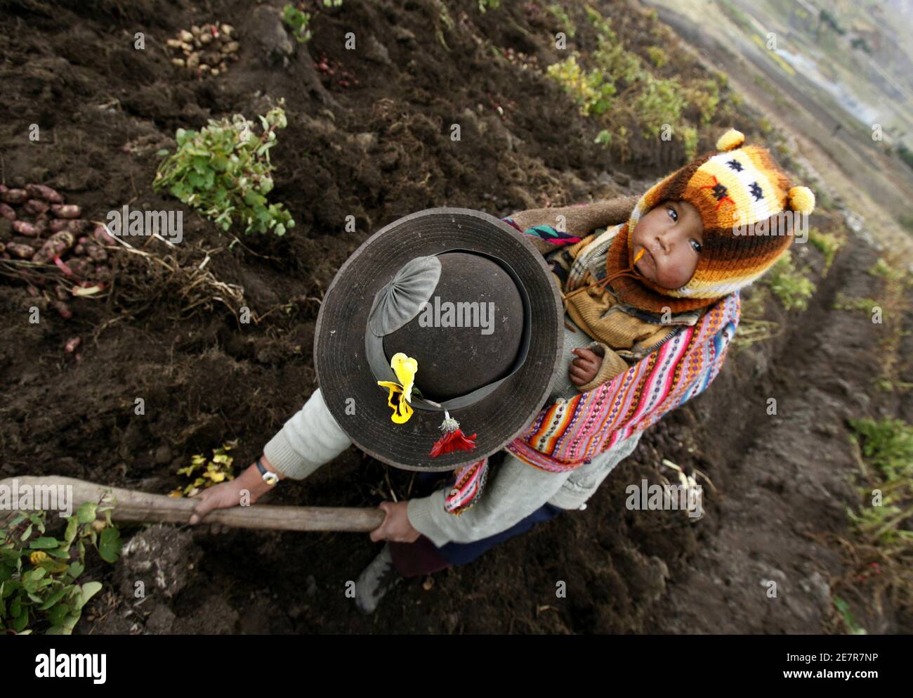 International potato center hi-res stock photography and images - Alamy