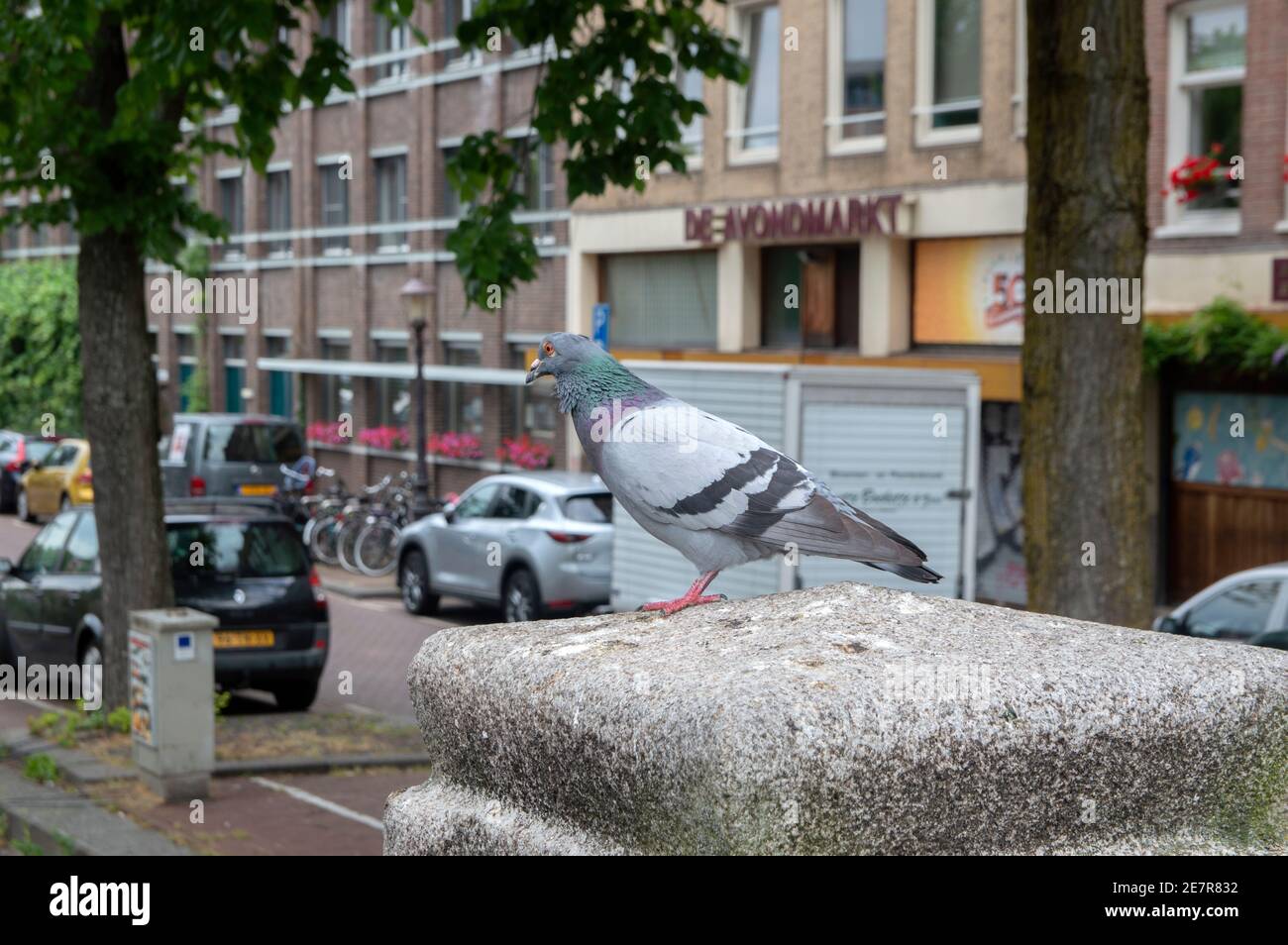 Pigeon Waiting At Amsterdam The Netherlands 27-6-2020 Stock Photo - Alamy