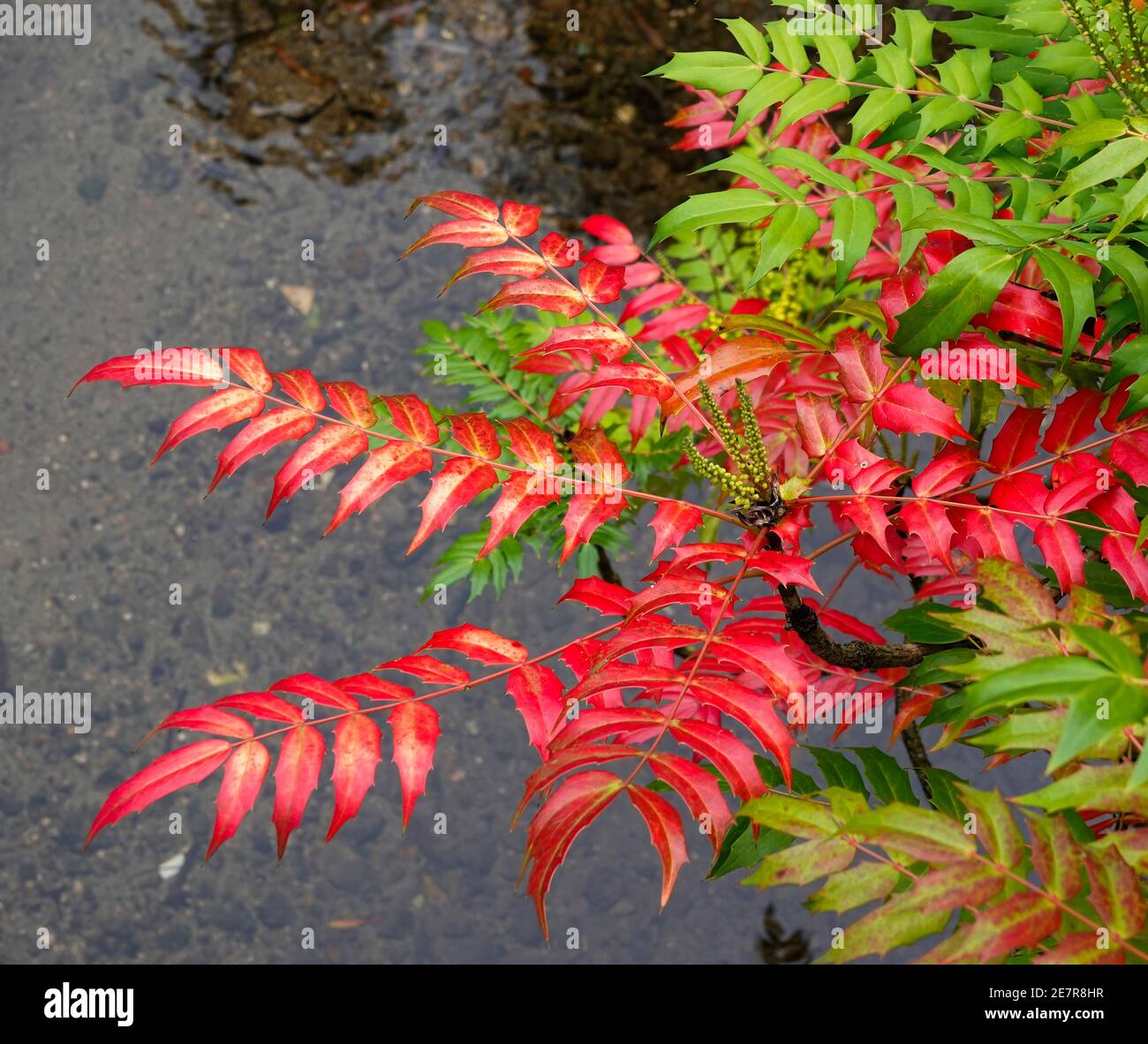 Beautiful red and green fern over the stream on Contax Hill in Lacock ...