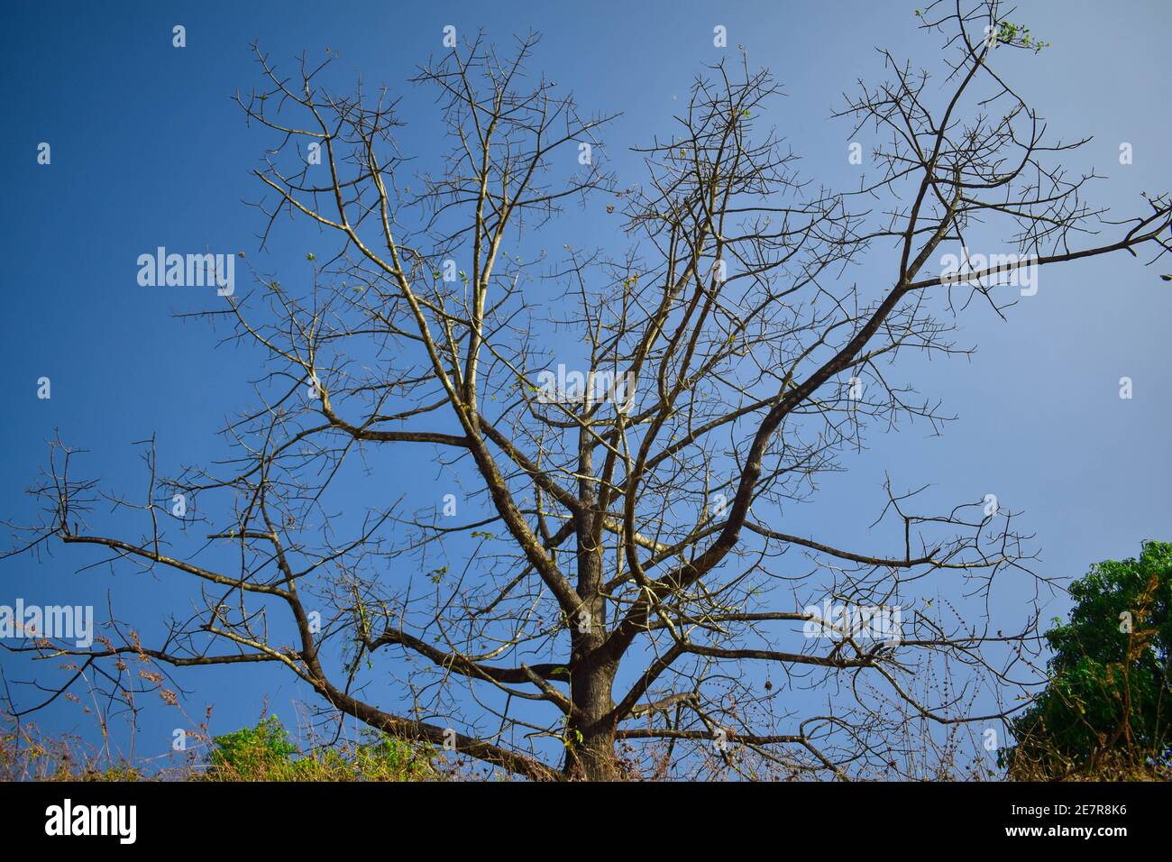 A dried up tree with blue sky behind and green leaves in winter season ...