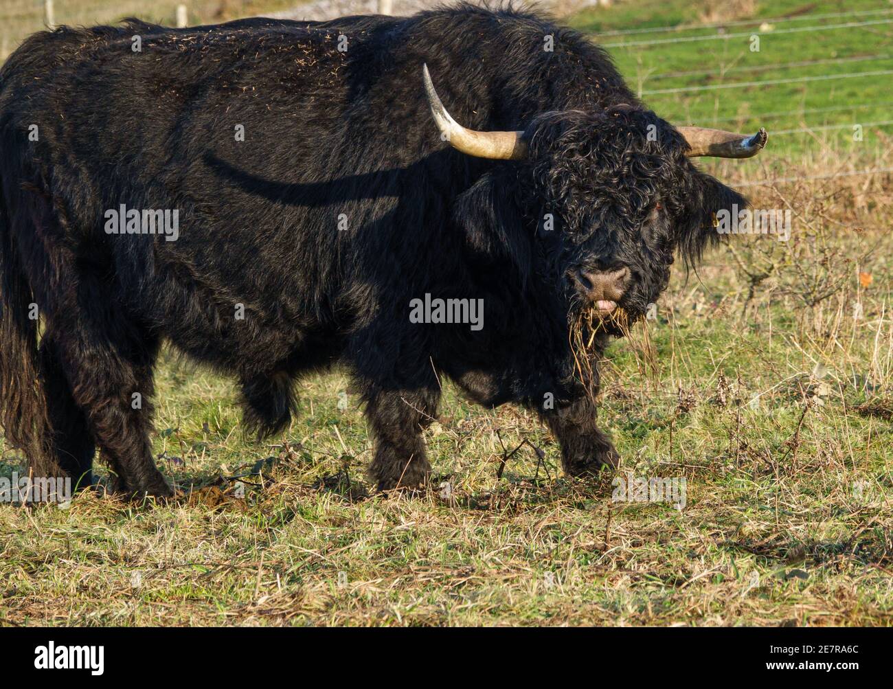 a massive black scottish highland bull with a mouthful of grass looks ...