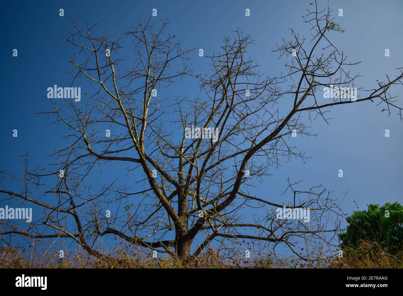 A dried up tree with blue sky behind and green leaves in winter season ...