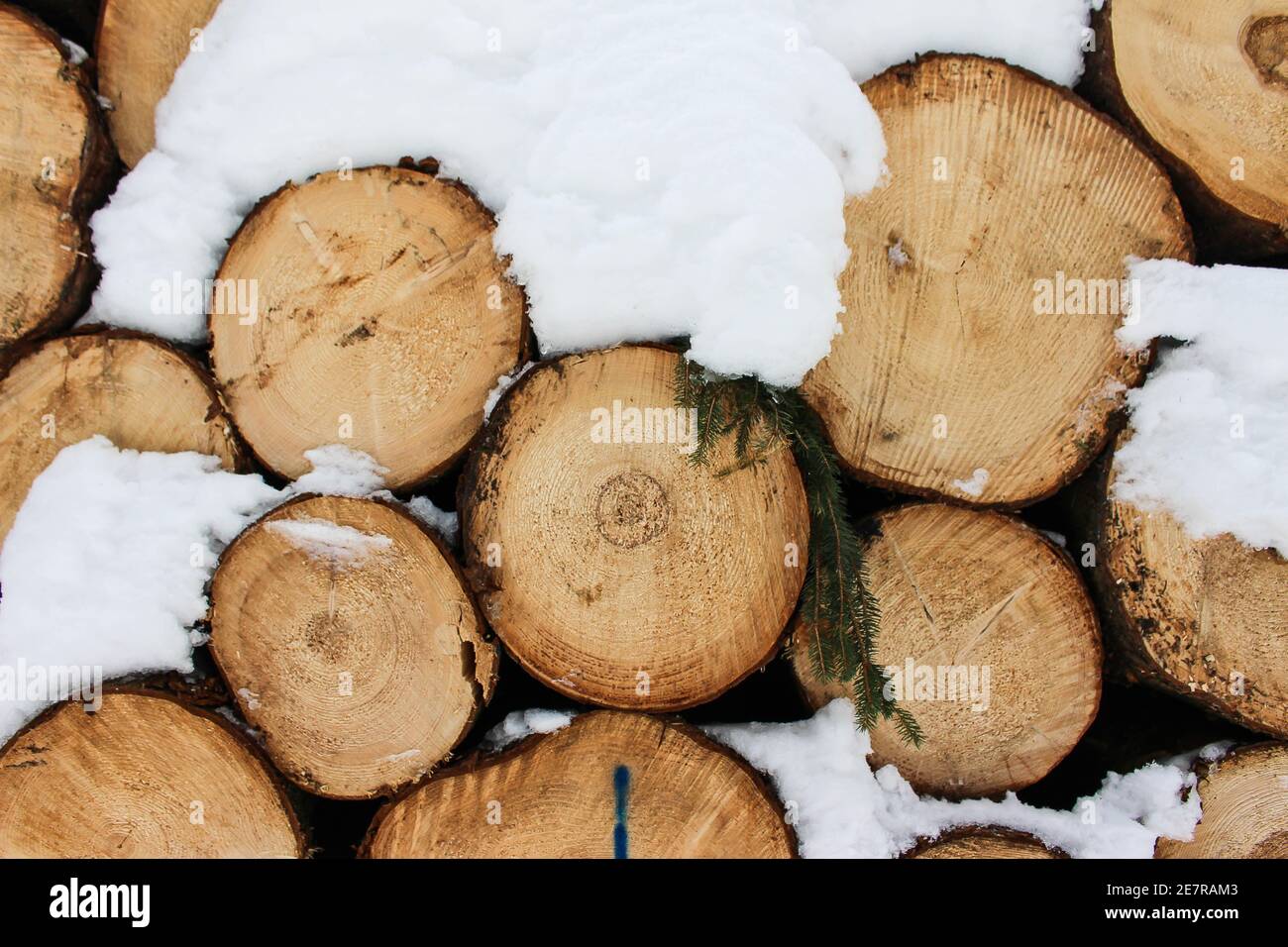 snow covered tree trunks after harvesting in forest Stock Photo - Alamy