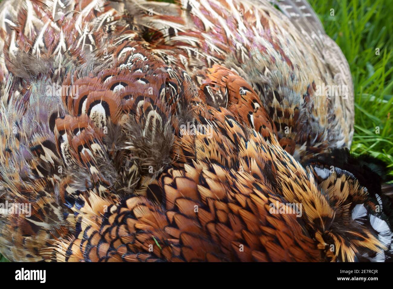 Details and texture of colorful pheasant plumage Stock Photo - Alamy