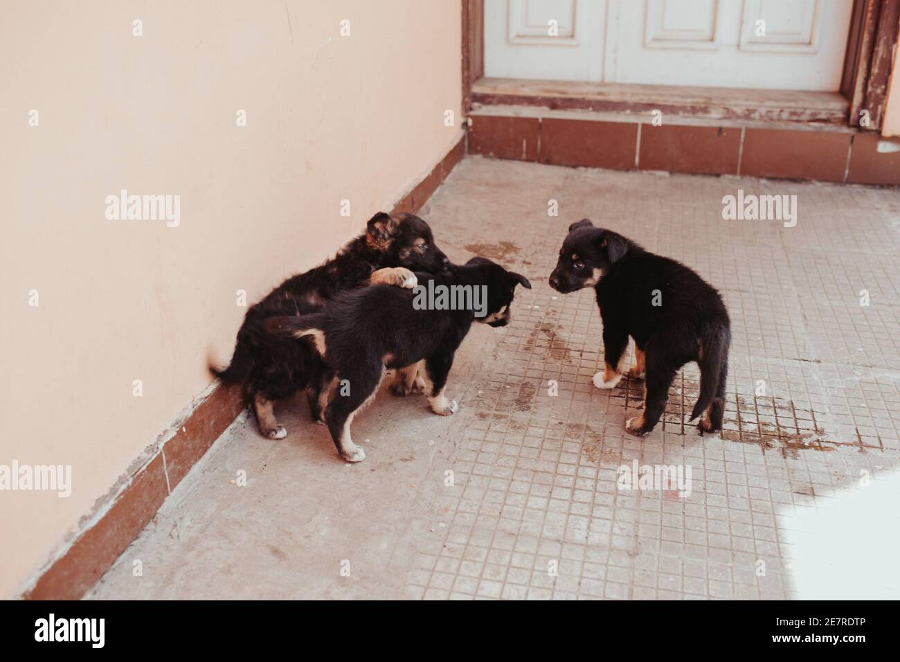 A high angle shot of three little puppy dogs playing outside a house ...