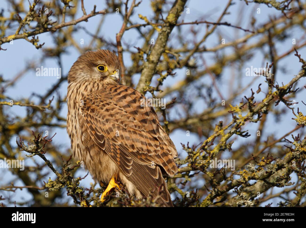 Kestrel yellow talons hi-res stock photography and images - Alamy