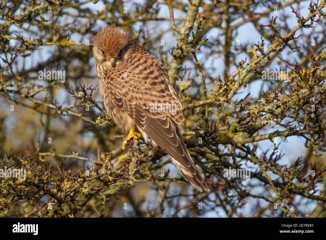 Kestrel about to dive down for prey hi-res stock photography and images ...
