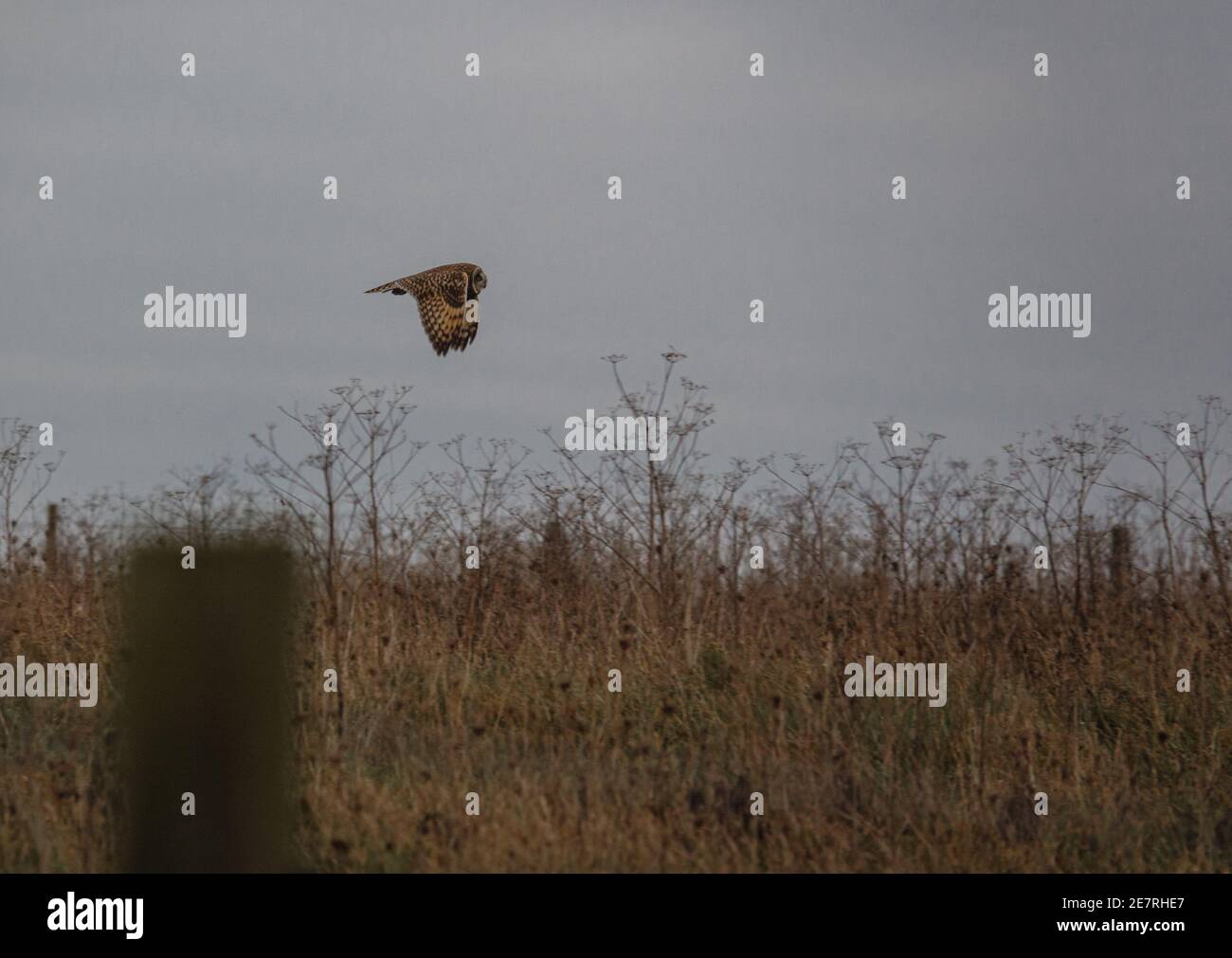 barn owl takes flight over meadow grassland from a failed swoop on prey ...