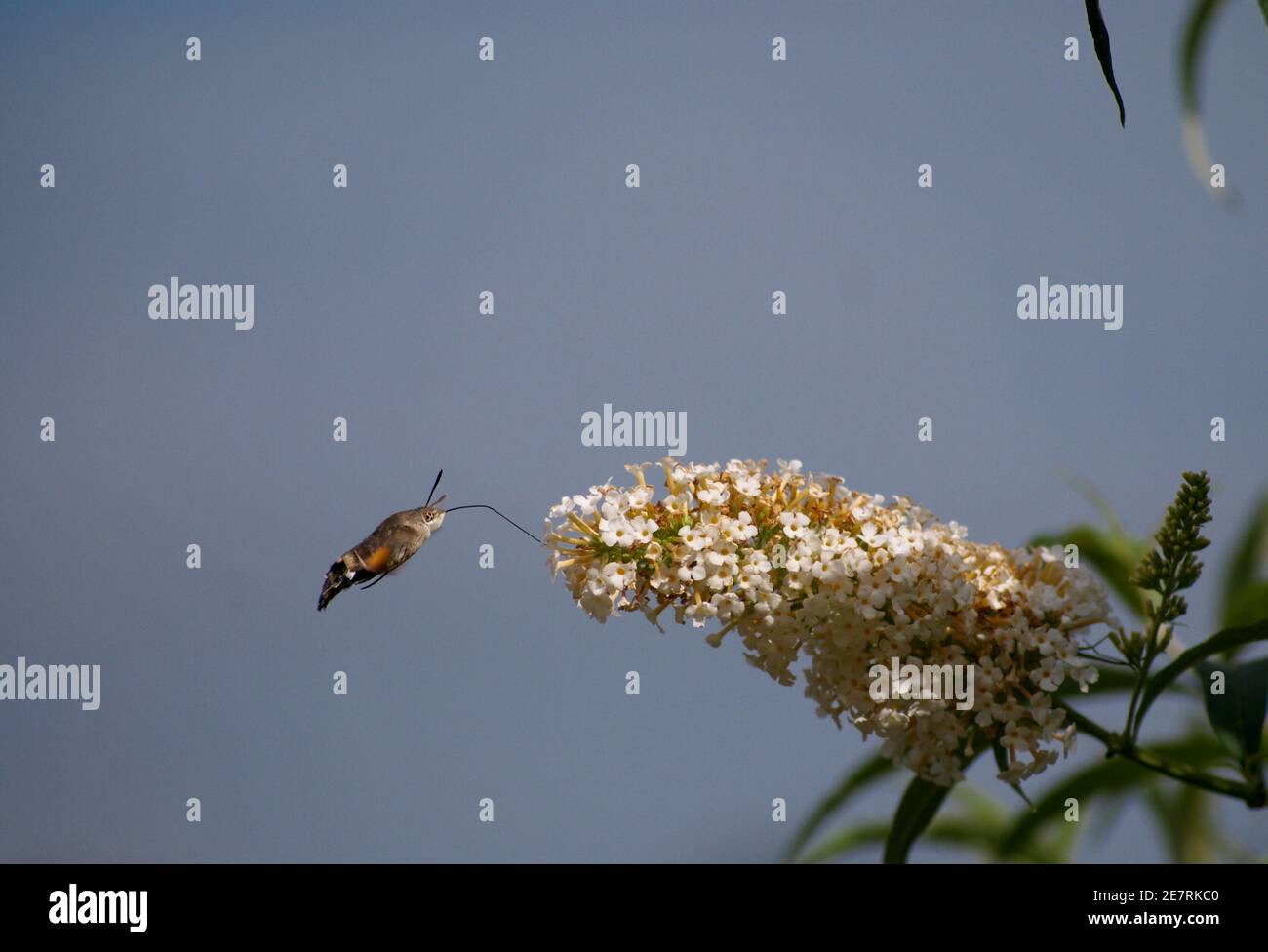 White buddleja flowers hi-res stock photography and images - Alamy