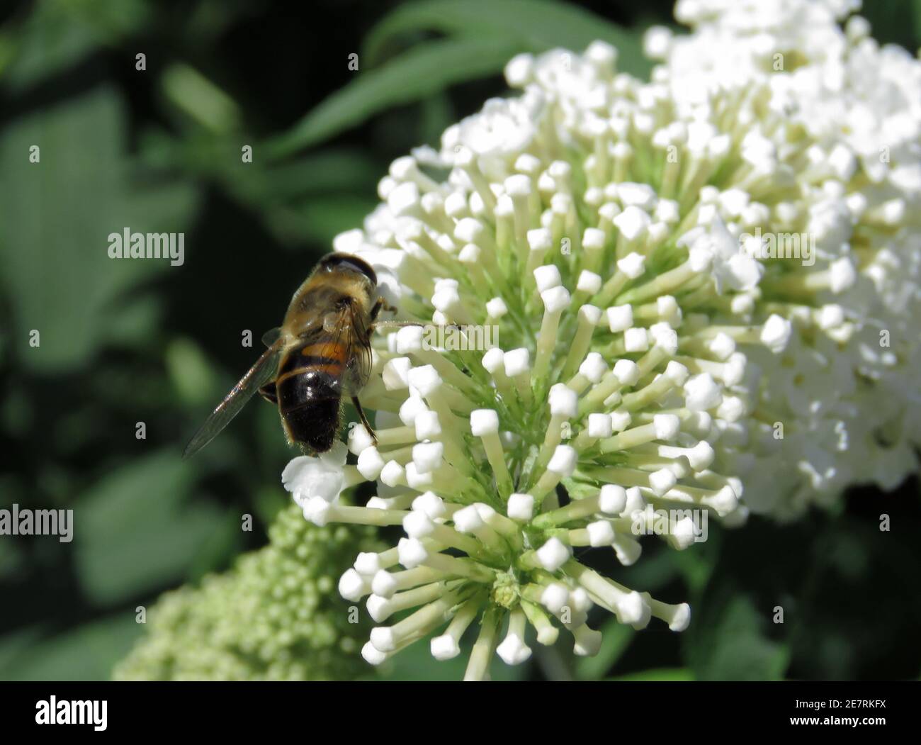 Western or European honey bee (Apis mellifera) feeding on a buddleja ...
