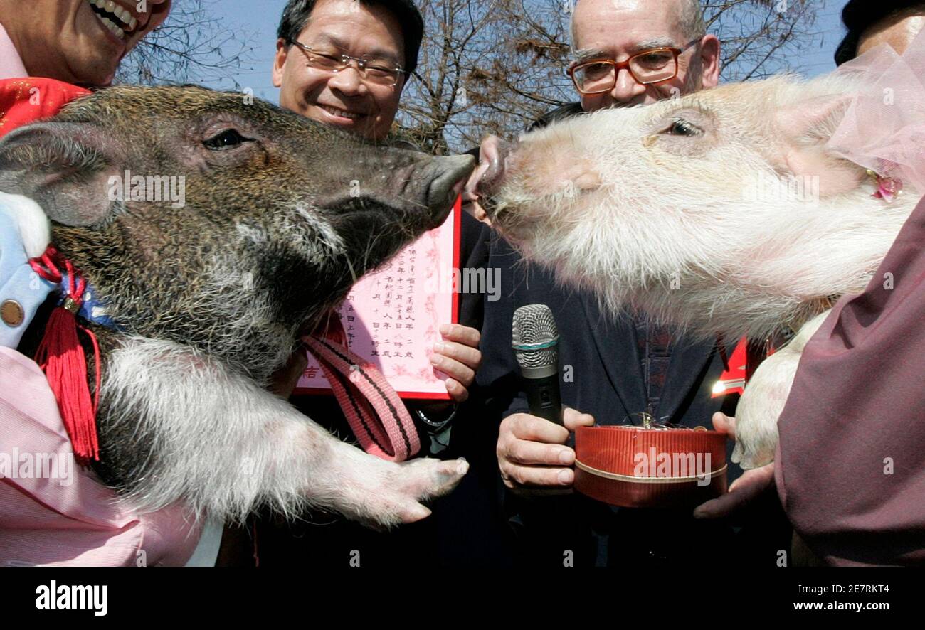 Pigs wedding hi-res stock photography and images - Alamy