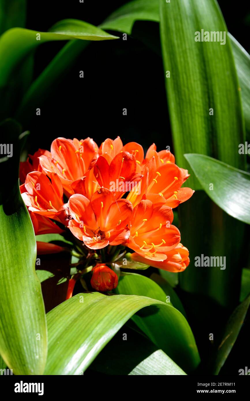 Orange clivia miniata hi-res stock photography and images - Alamy