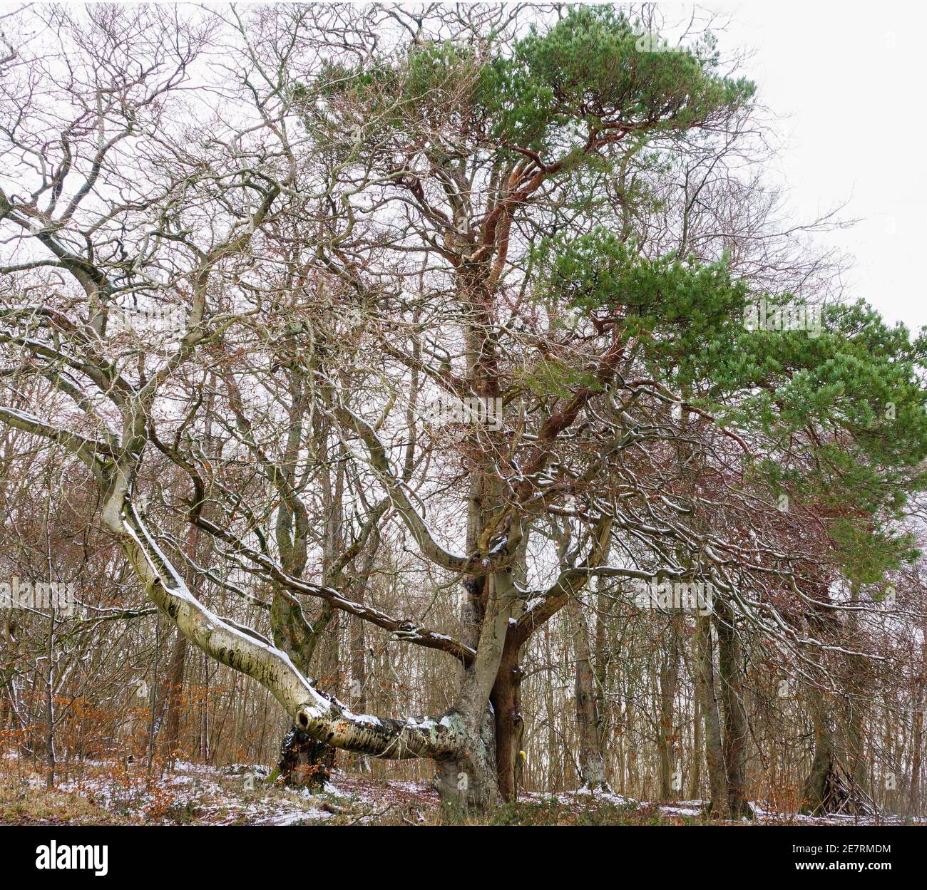 Intertwined trees hi-res stock photography and images - Alamy