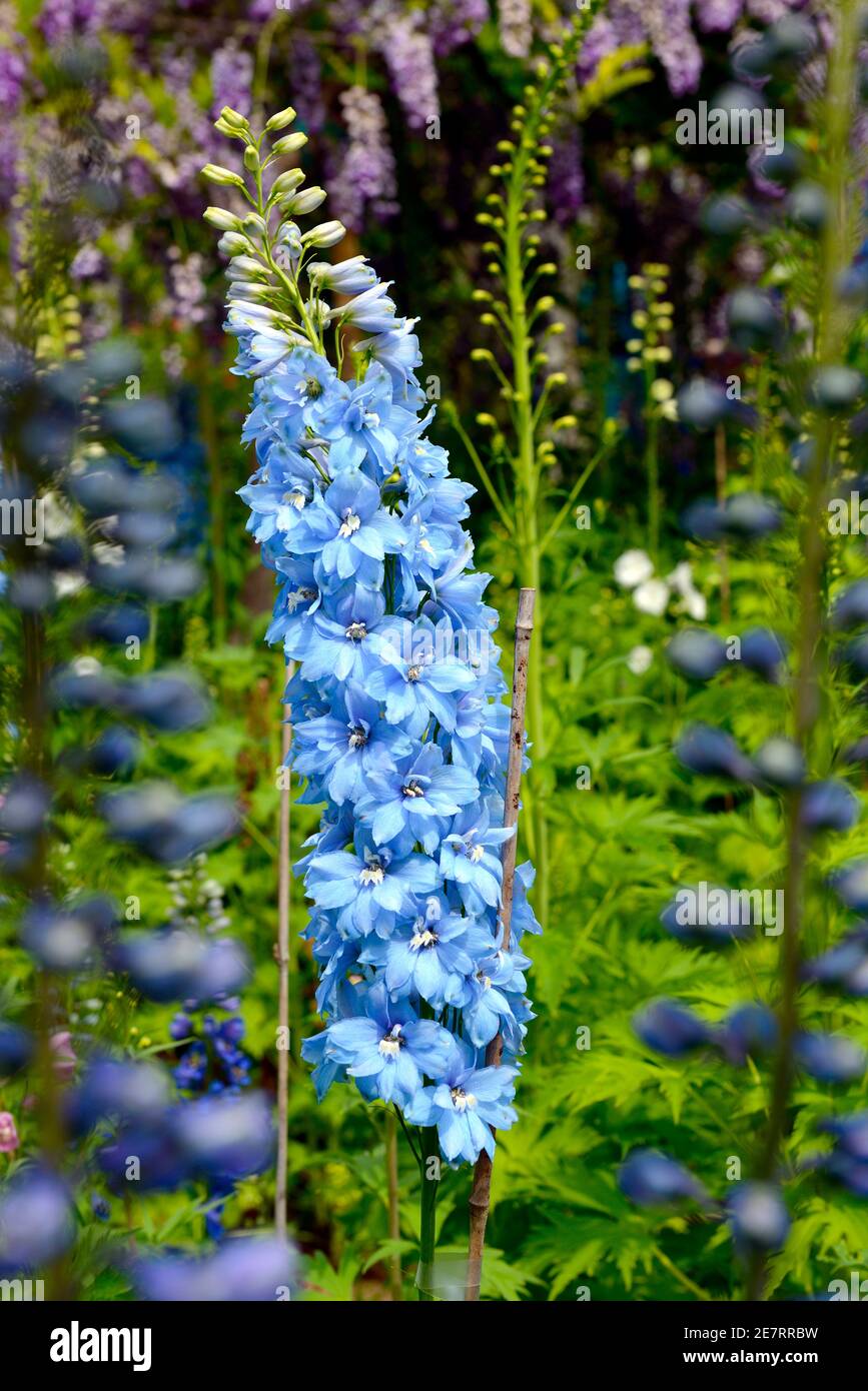 Royal blue delphinium hi-res stock photography and images - Alamy