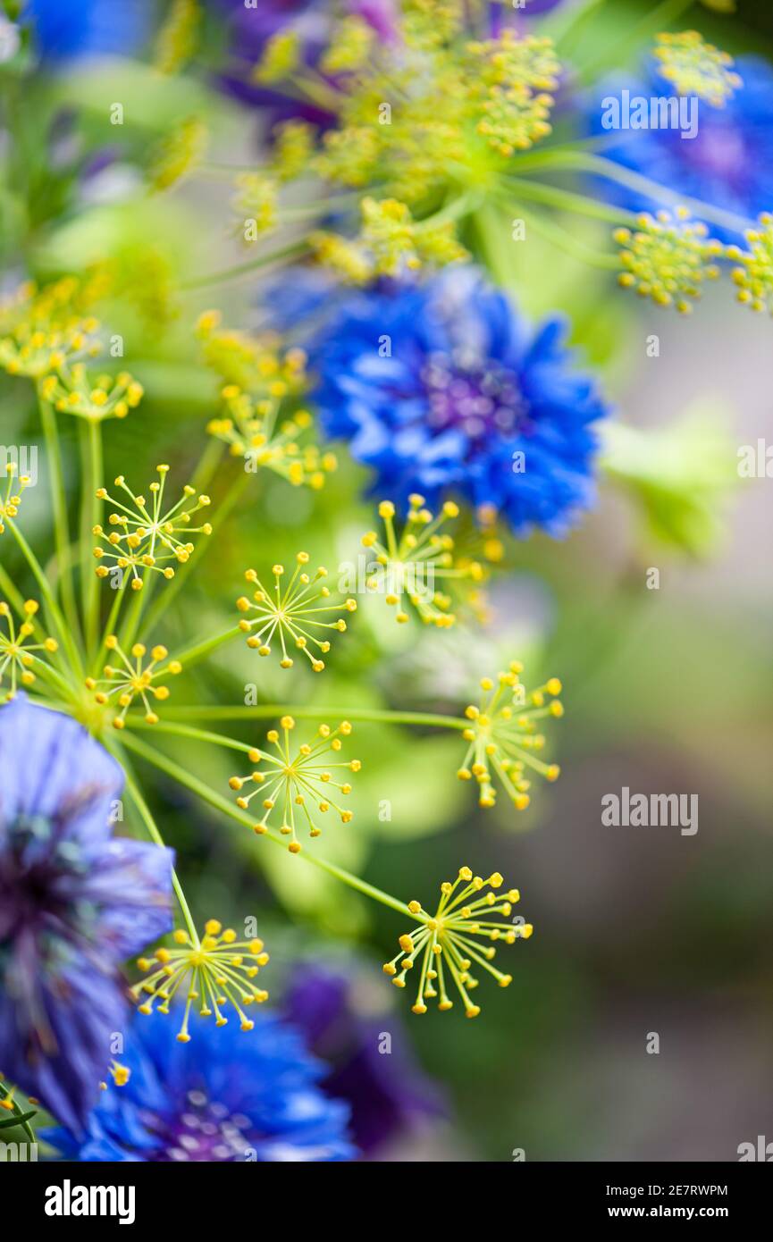 English wild flowers Stock Photo - Alamy