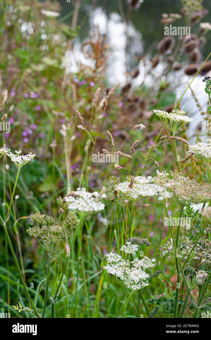English hedgerow wild flowers plants hi-res stock photography and ...
