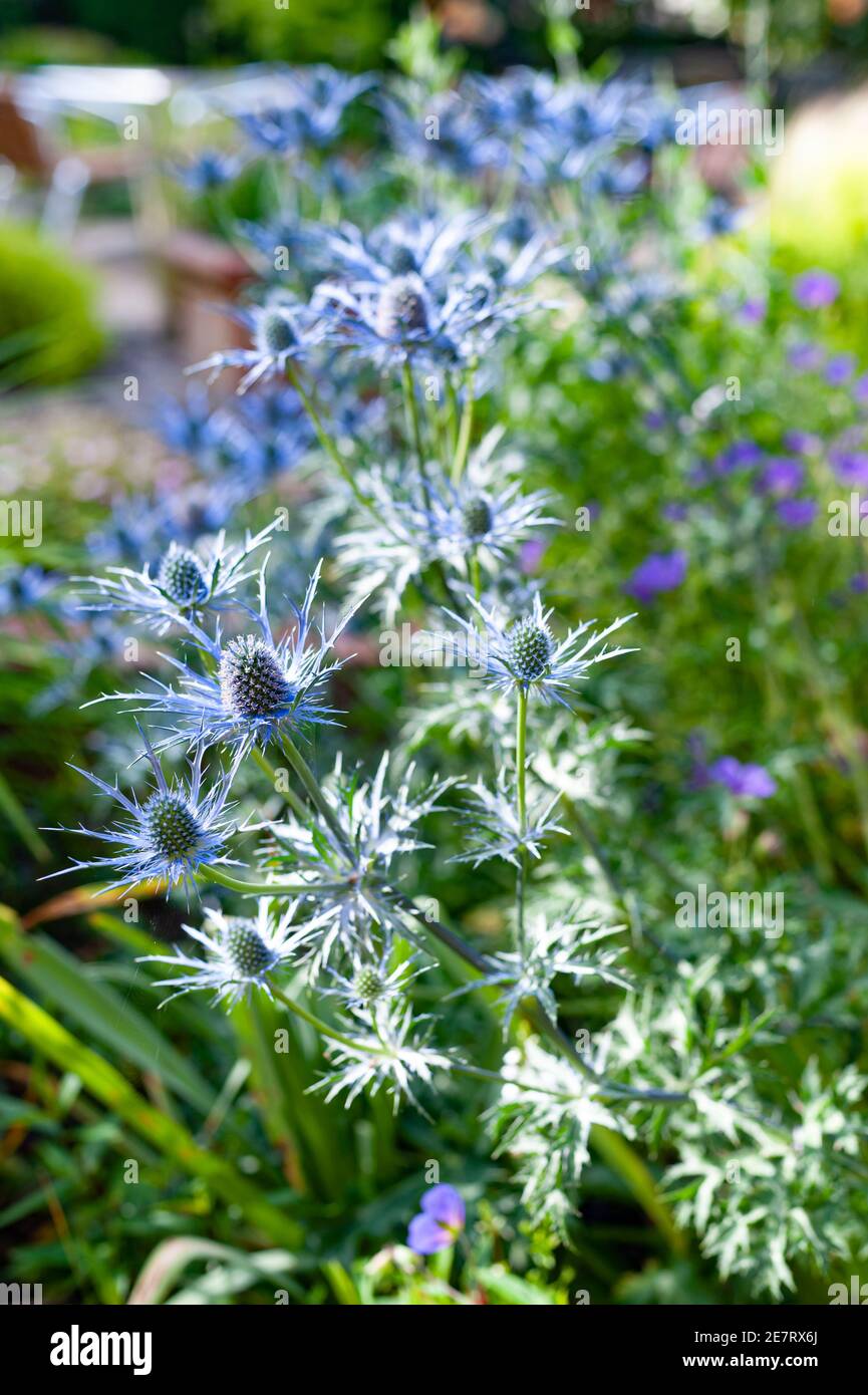 English wild flowers Stock Photo - Alamy