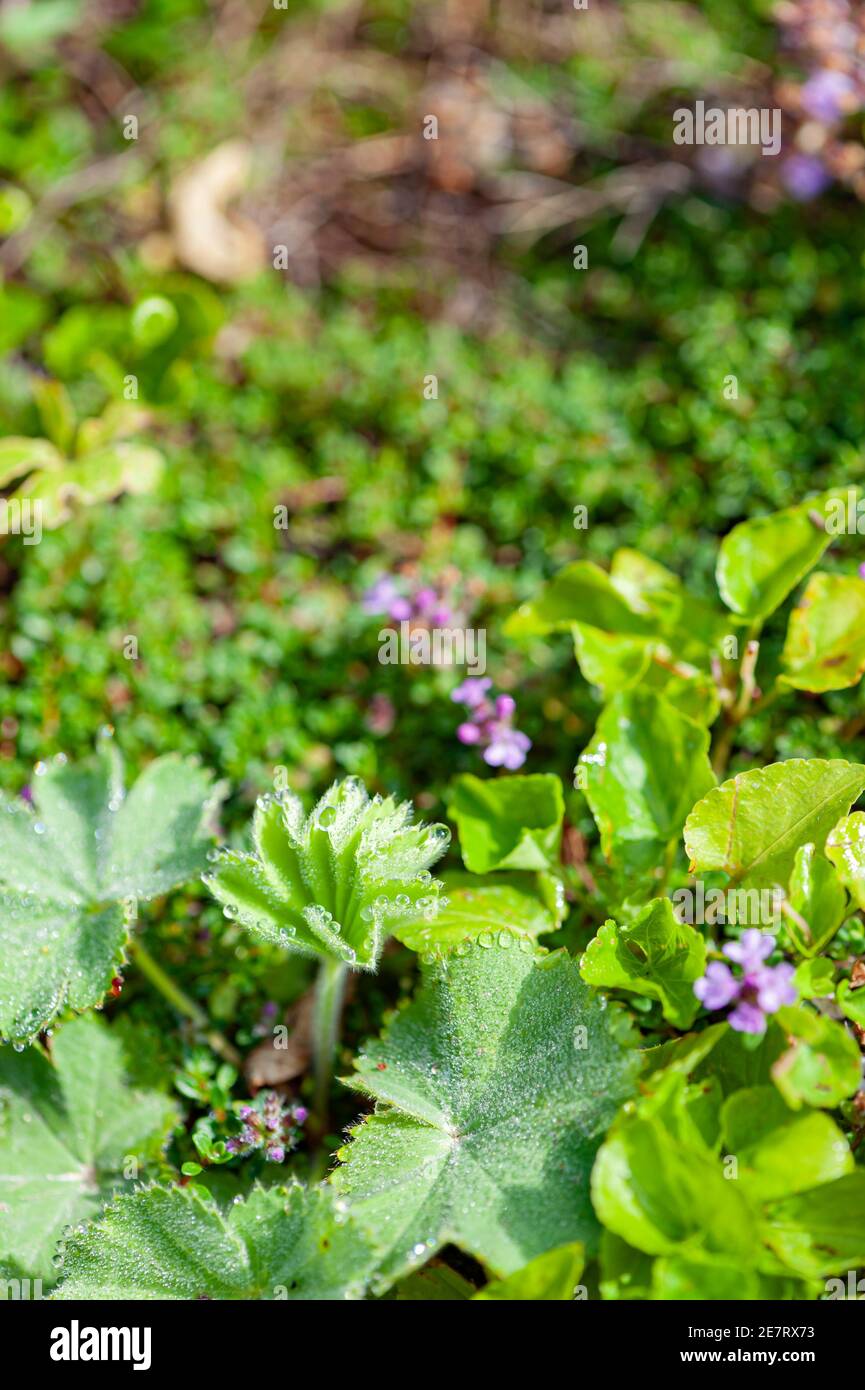 English wild flowers Stock Photo - Alamy